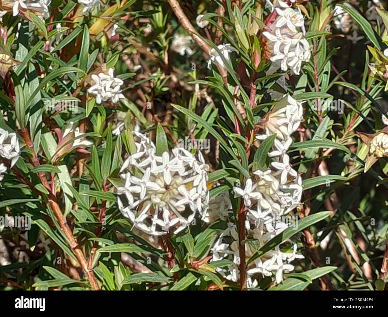 Queen of the Bush (Pimelea linifolia Stock Photo - Alamy