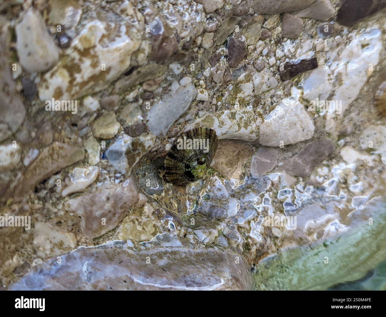 Mediterranean Limpet (Patella caerulea Stock Photo - Alamy