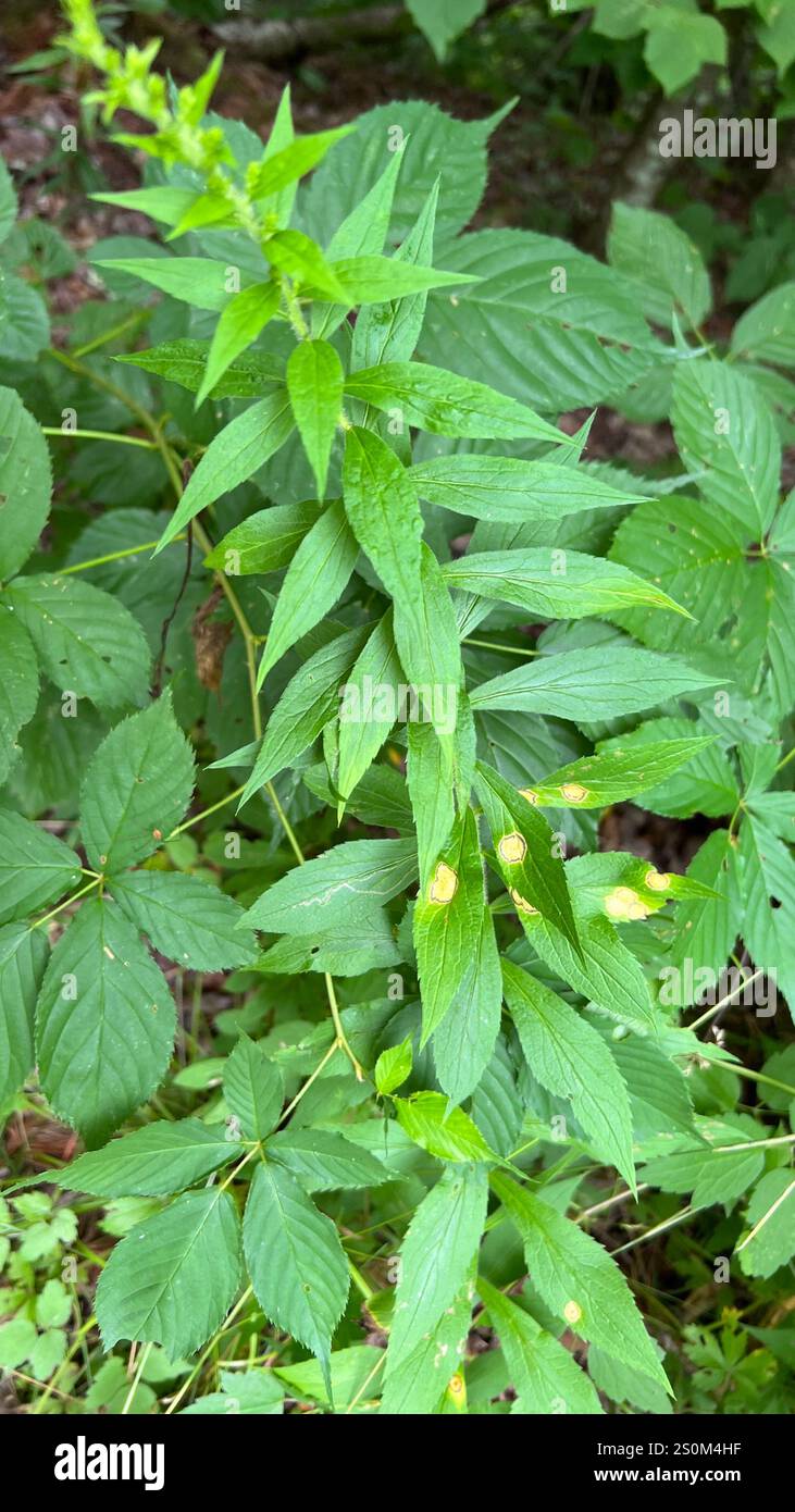 Carbonifera goldenrod gall midge (Asteromyia carbonifera Stock Photo ...
