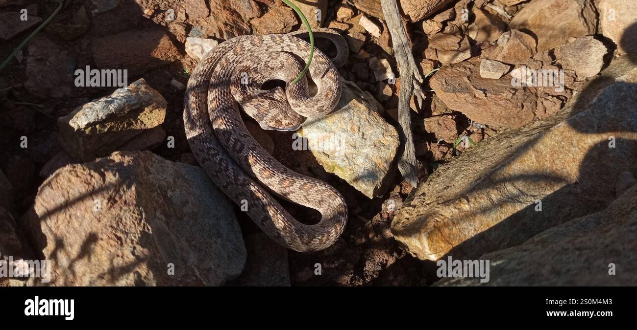 Egg-eating Snake (Dasypeltis scabra Stock Photo - Alamy