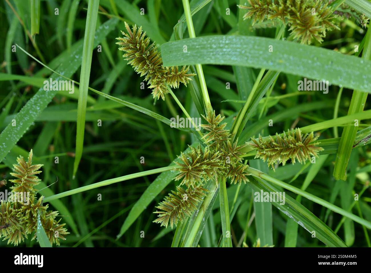 redroot flatsedge (Cyperus erythrorhizos Stock Photo - Alamy