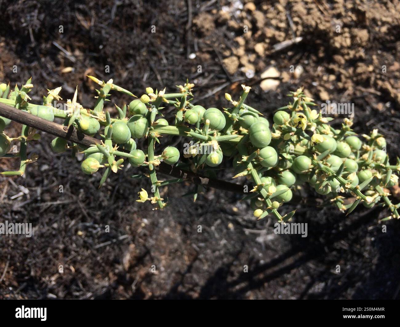 Mediterranean Asparagus (Asparagus aphyllus Stock Photo - Alamy