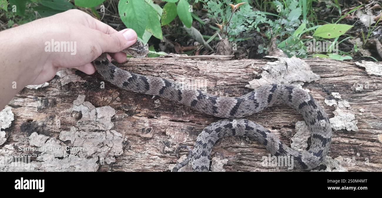 False Fer-de-lance (Xenodon rabdocephalus Stock Photo - Alamy