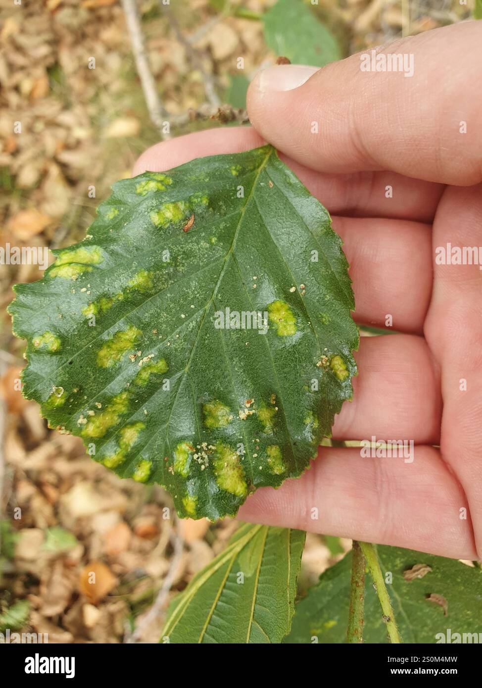 Alder erineum mite (Acalitus brevitarsus Stock Photo - Alamy
