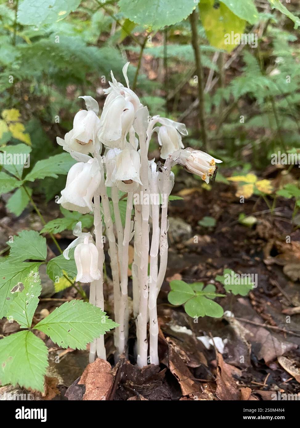Ghost Pipe (Monotropa uniflora Stock Photo - Alamy