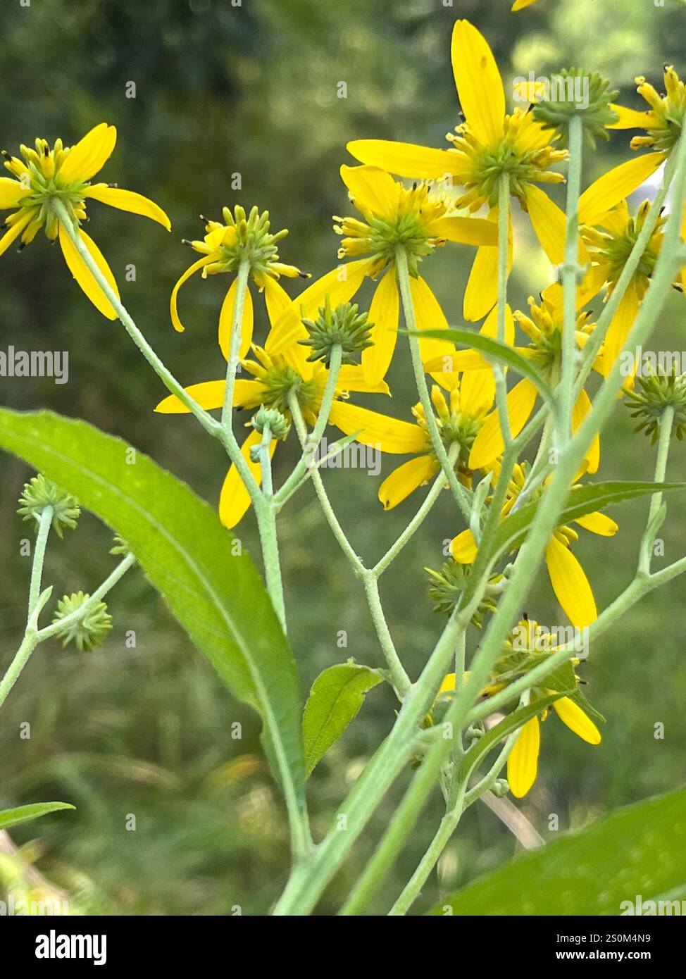 Wingstem (Verbesina alternifolia Stock Photo - Alamy