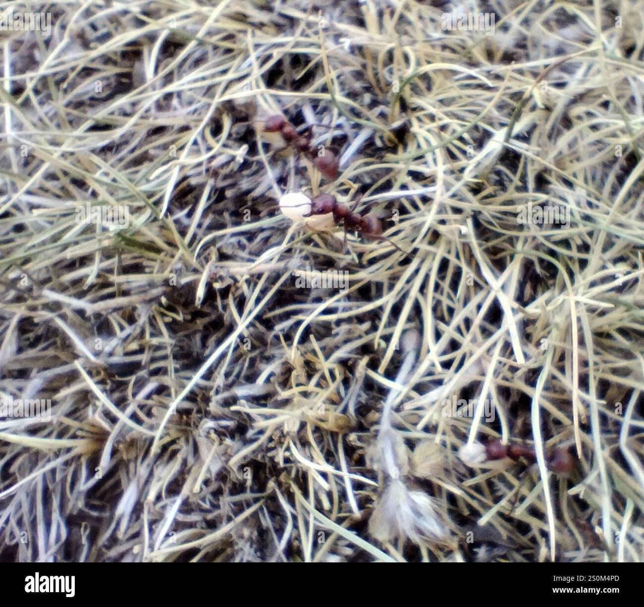 European Amazon Ant (Polyergus rufescens Stock Photo - Alamy