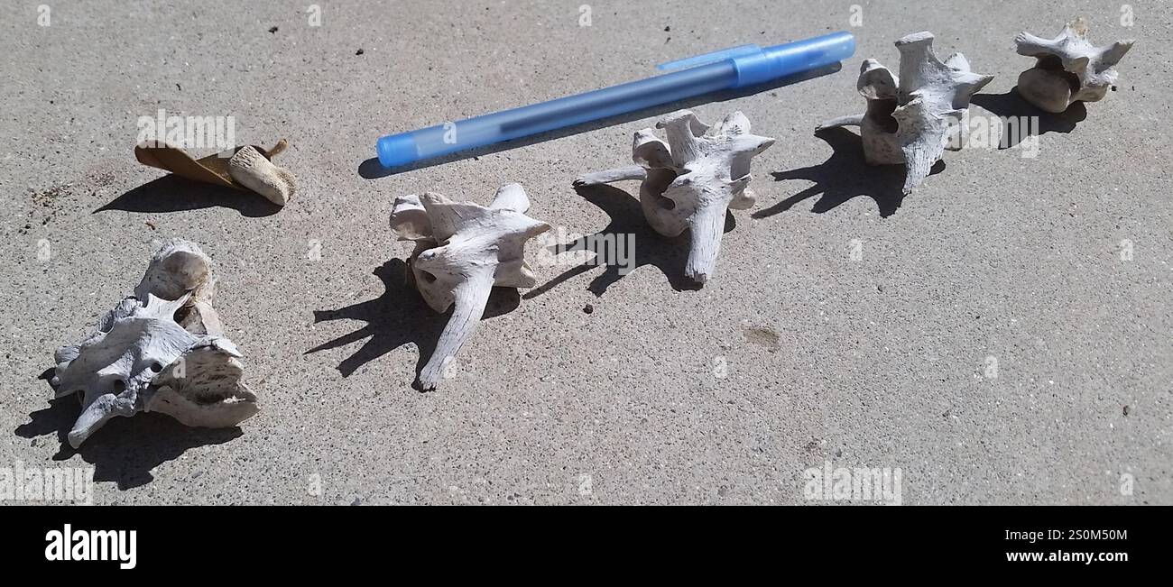 Even-toed Ungulates and Cetaceans (Artiodactyla Stock Photo - Alamy