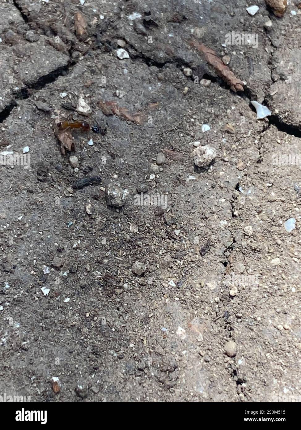 Yellow Pyramid Ant (Dorymyrmex flavus Stock Photo - Alamy