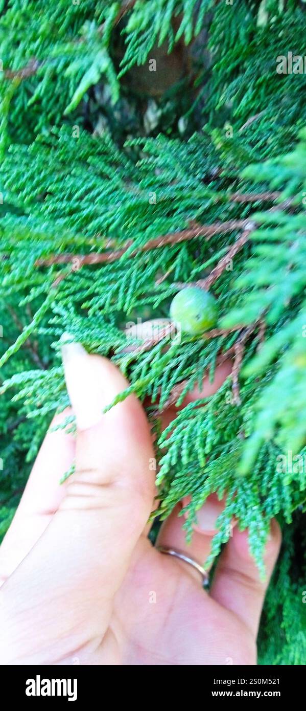 Greek juniper (Juniperus excelsa Stock Photo - Alamy