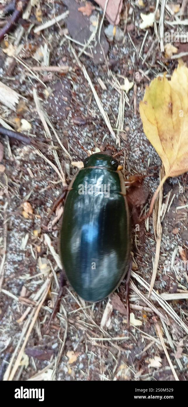 King diving beetle hi-res stock photography and images - Alamy