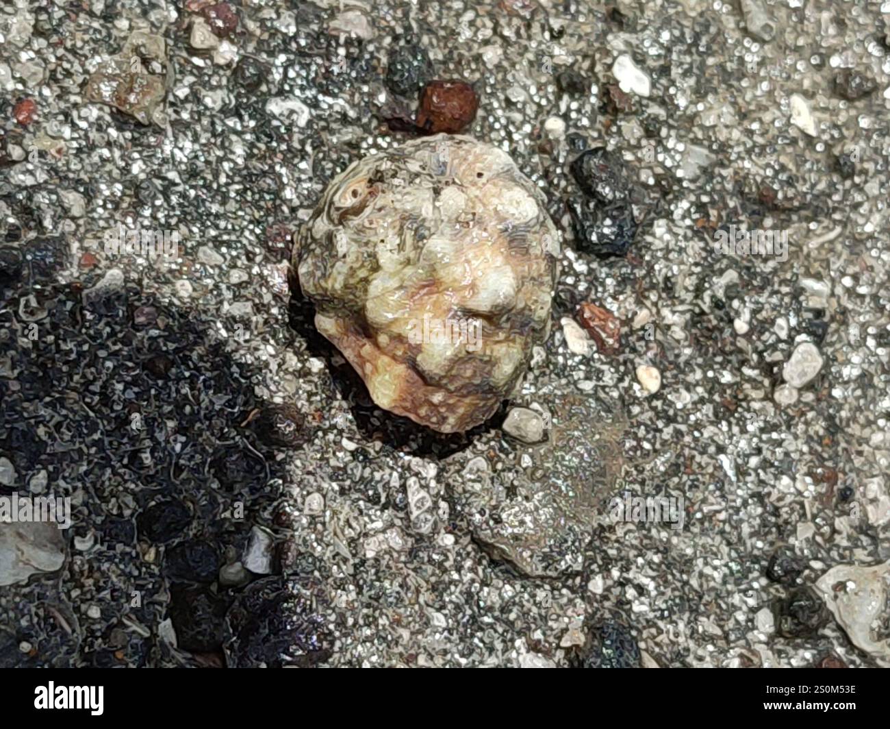 granulated moon turban (Lunella granulata Stock Photo - Alamy