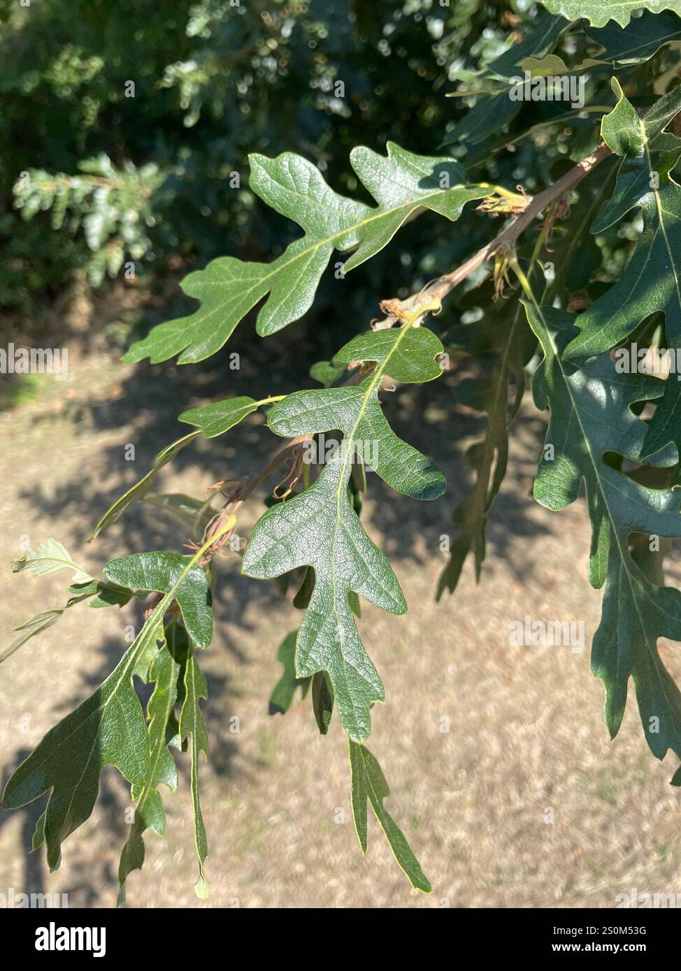 Turkey Oak (Quercus cerris Stock Photo - Alamy