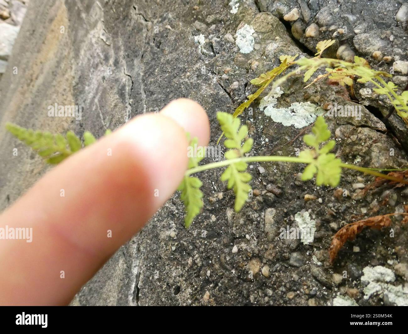 Mackay's Fragile Fern (Cystopteris tenuis Stock Photo - Alamy