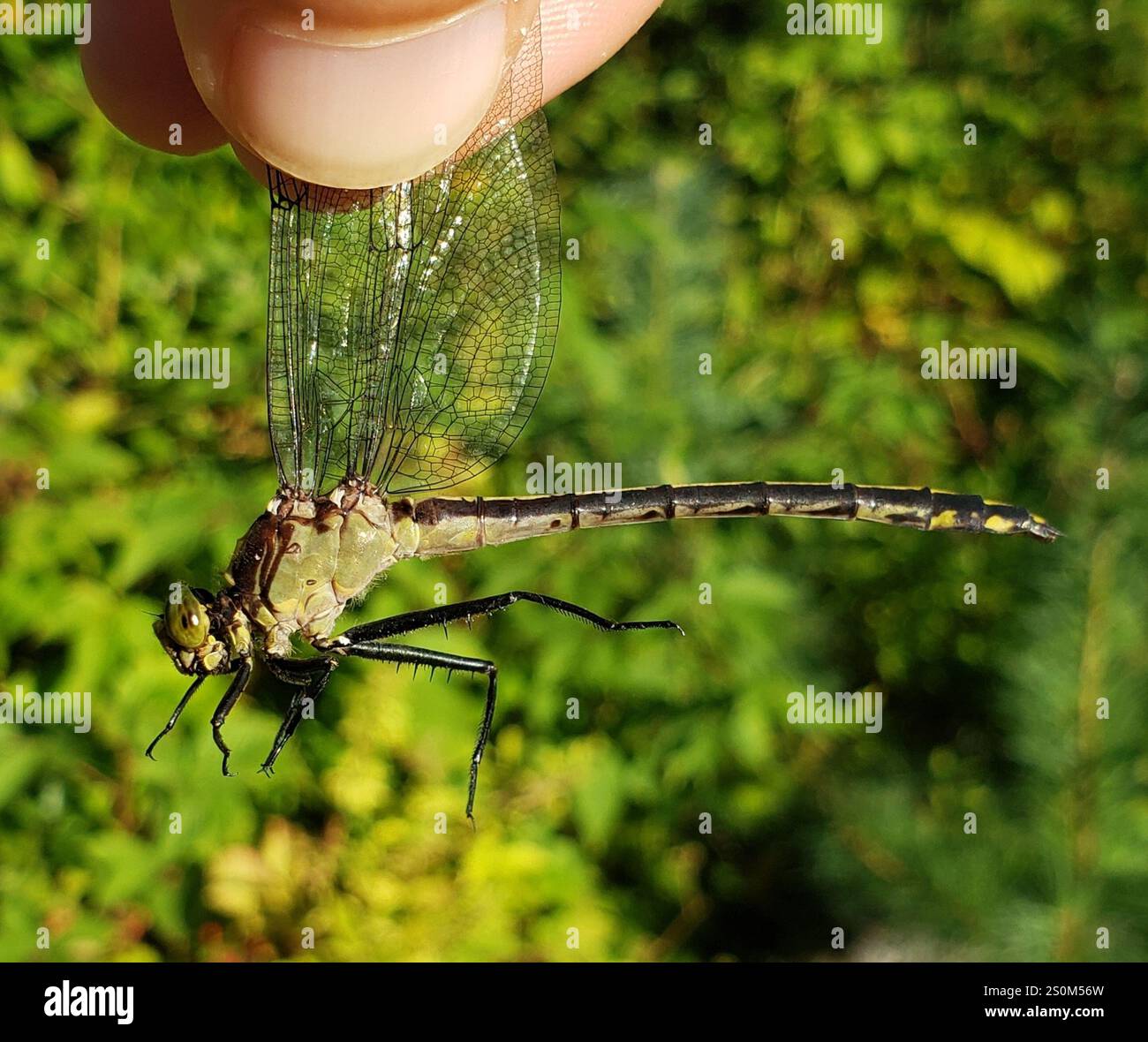 Black-shouldered Spinyleg (Dromogomphus spinosus Stock Photo - Alamy