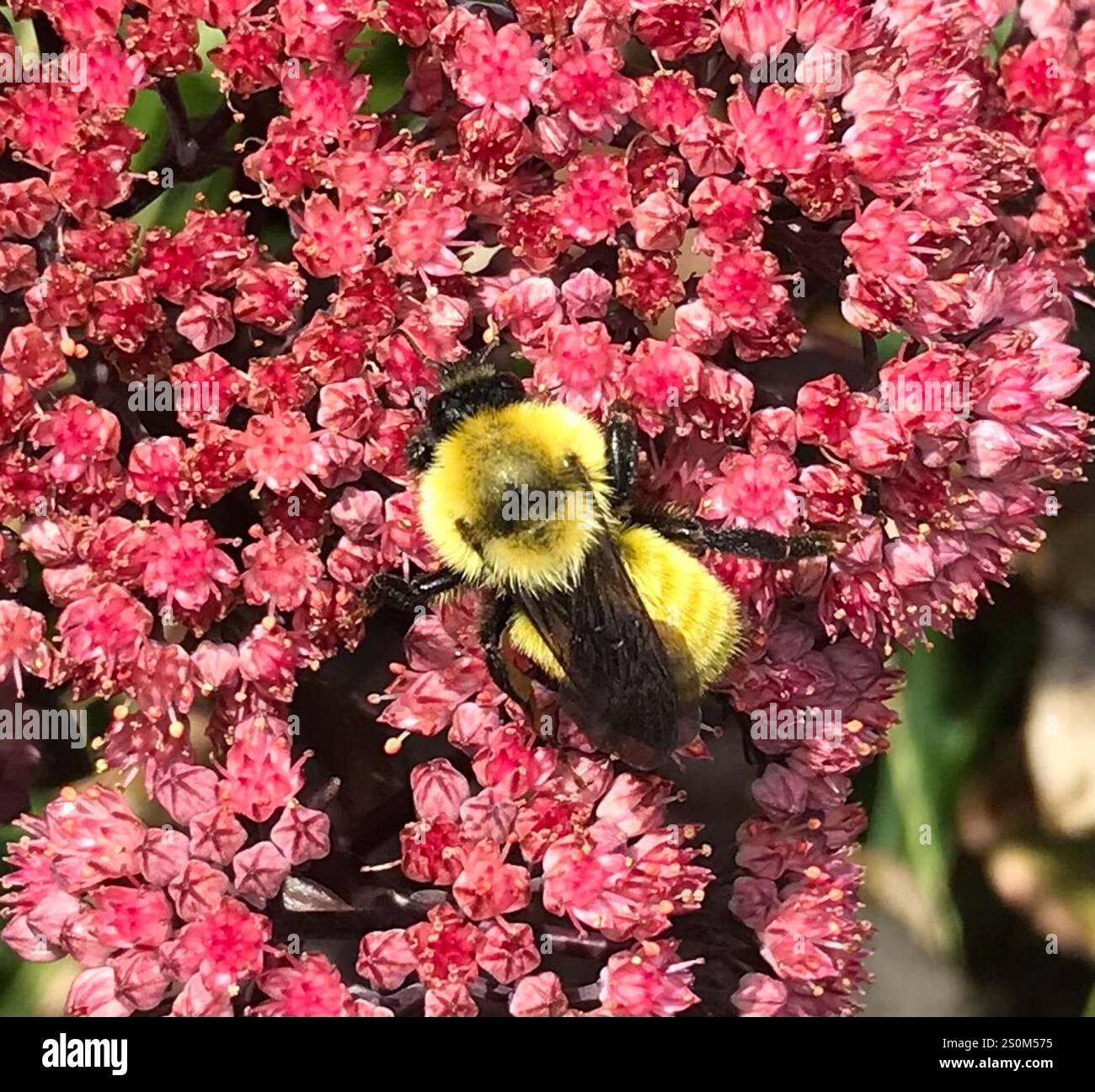 Golden Northern Bumble Bee (Bombus fervidus Stock Photo - Alamy