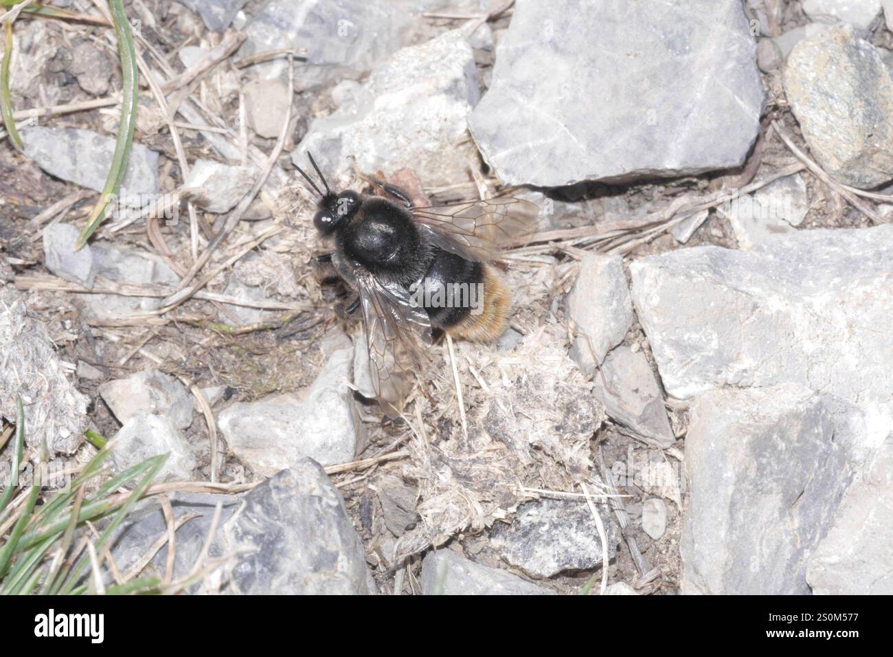 Bombus confusus hi-res stock photography and images - Alamy