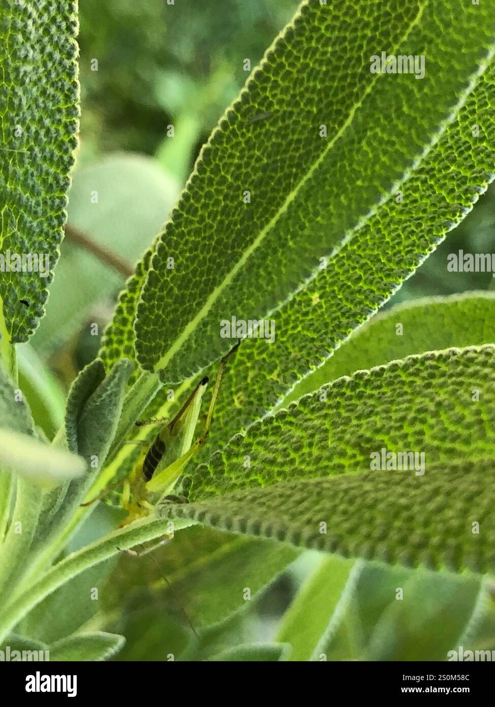Common Tree Crickets (Oecanthus Stock Photo - Alamy