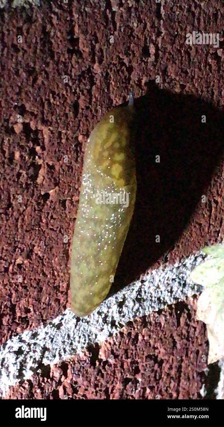Yellow Cellar Slug (Limacus flavus Stock Photo - Alamy