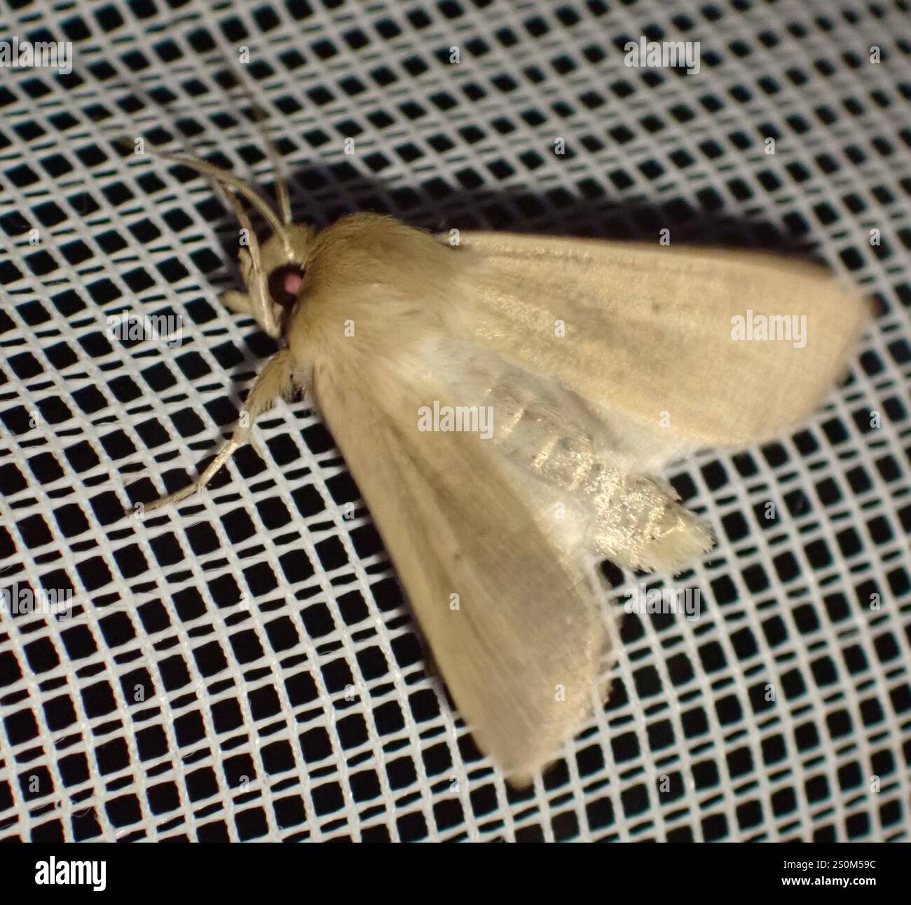 Common Wainscot (Mythimna pallens Stock Photo - Alamy