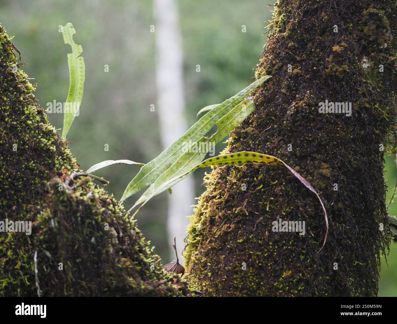 polypody family (Polypodiaceae Stock Photo - Alamy