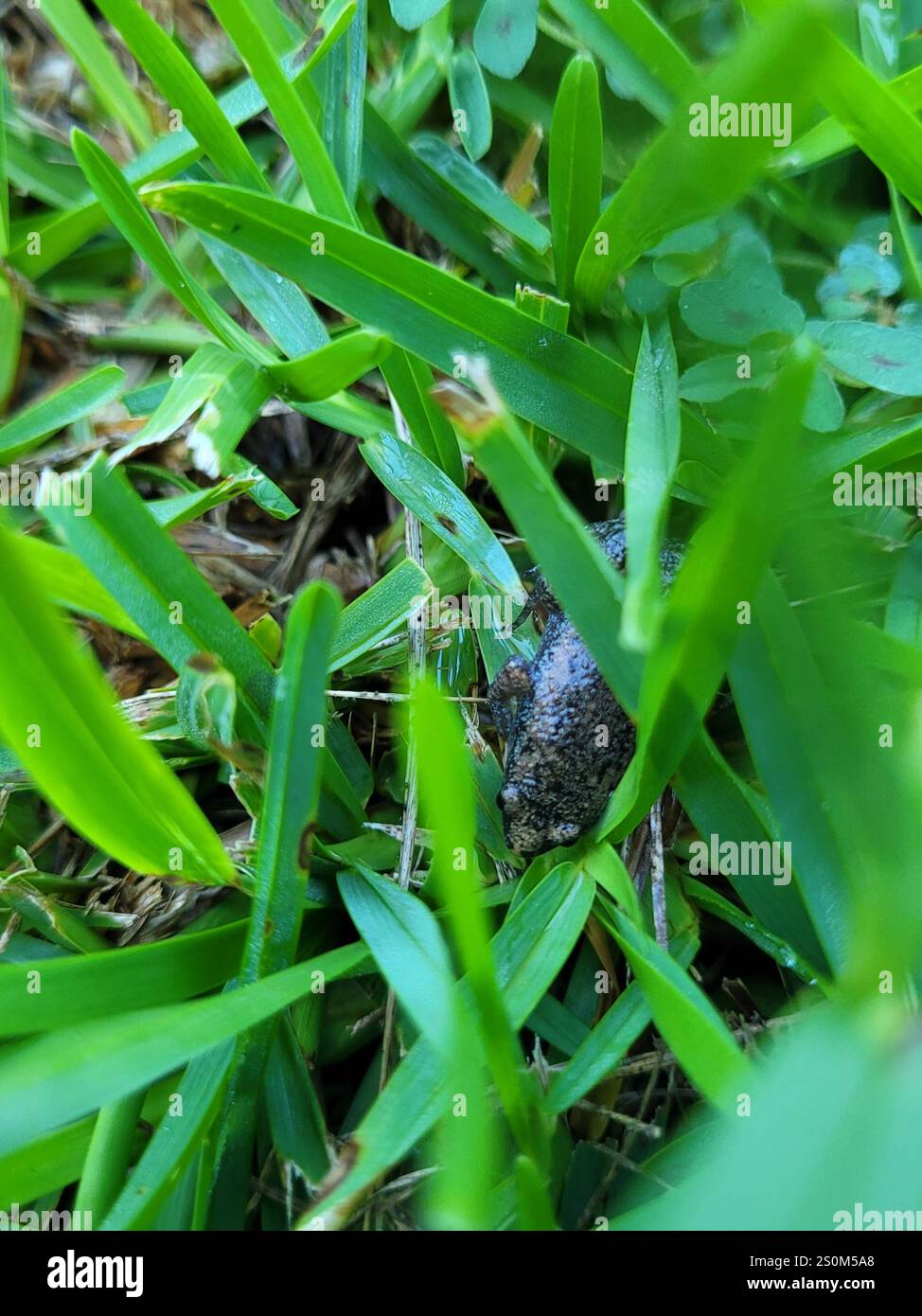 Eastern Narrow-mouthed Toad (Gastrophryne carolinensis Stock Photo - Alamy
