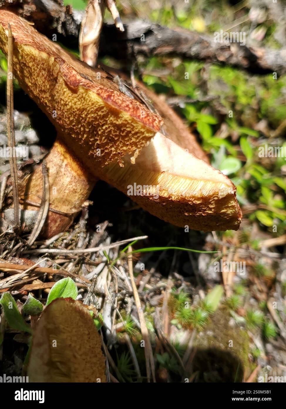 Western Painted Suillus (Suillus lakei Stock Photo - Alamy