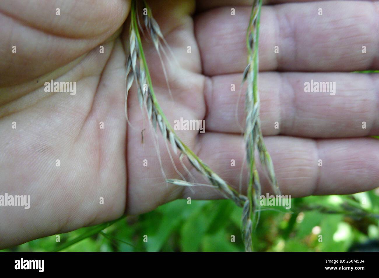 Giant Fescue (Lolium giganteum Stock Photo - Alamy