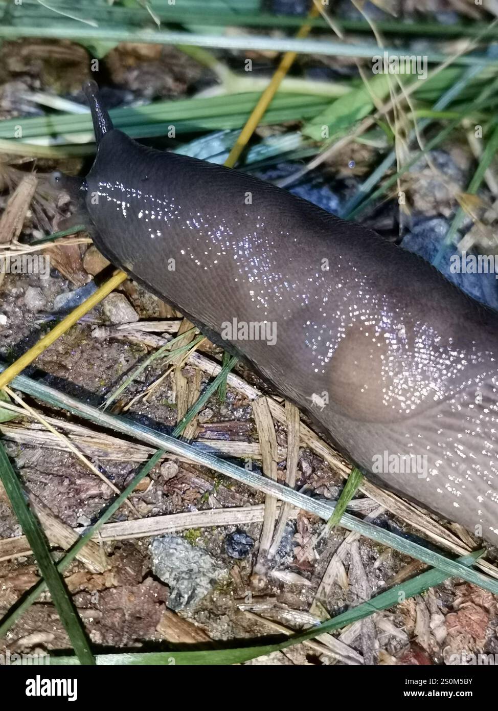 Ash-black Slug (Limax cinereoniger Stock Photo - Alamy