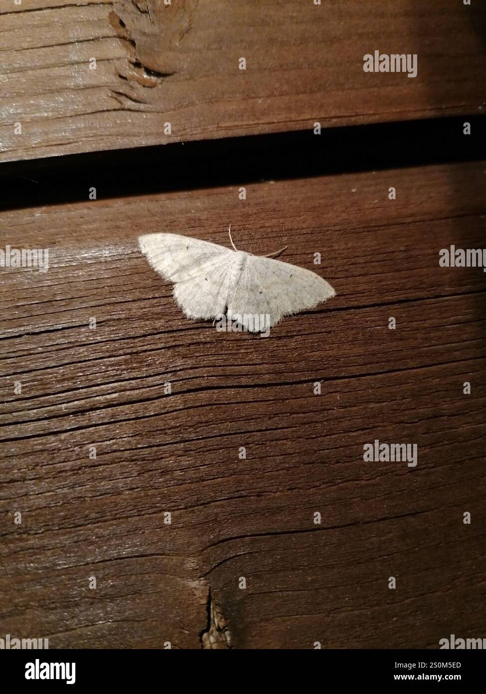 Incanata hi-res stock photography and images - Alamy