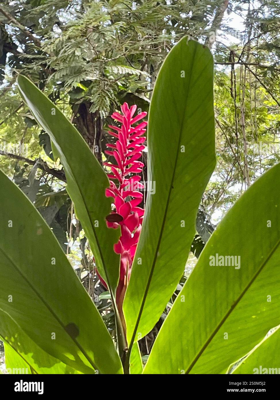 Red Ginger (Alpinia purpurata Stock Photo - Alamy