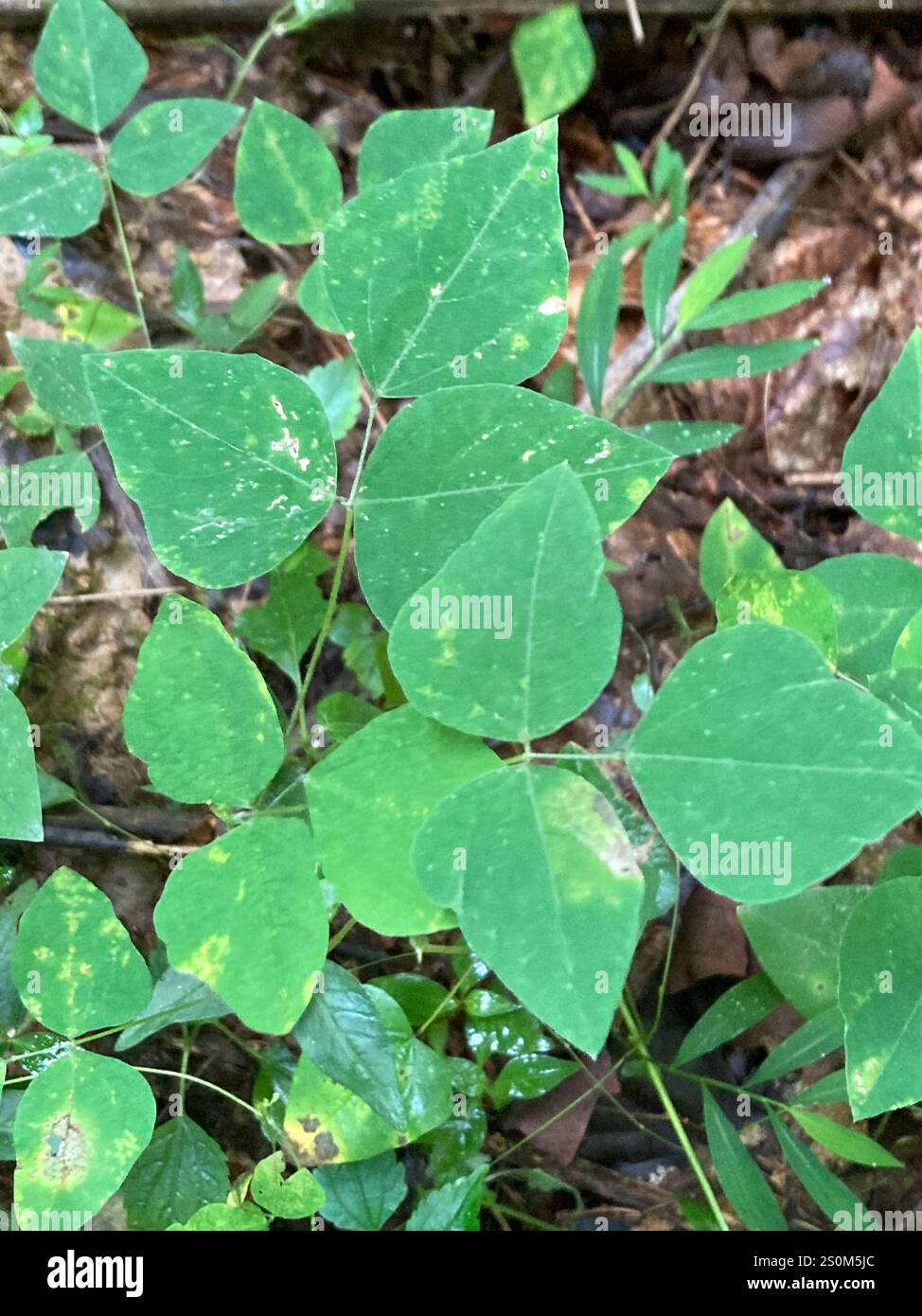 American hog-peanut (Amphicarpaea bracteata Stock Photo - Alamy
