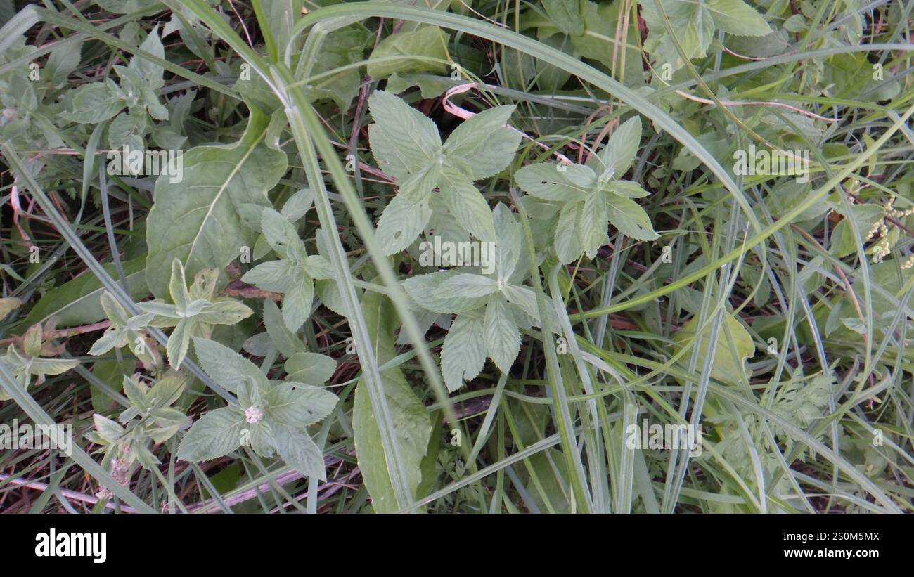 Horse Mint (Mentha longifolia Stock Photo - Alamy