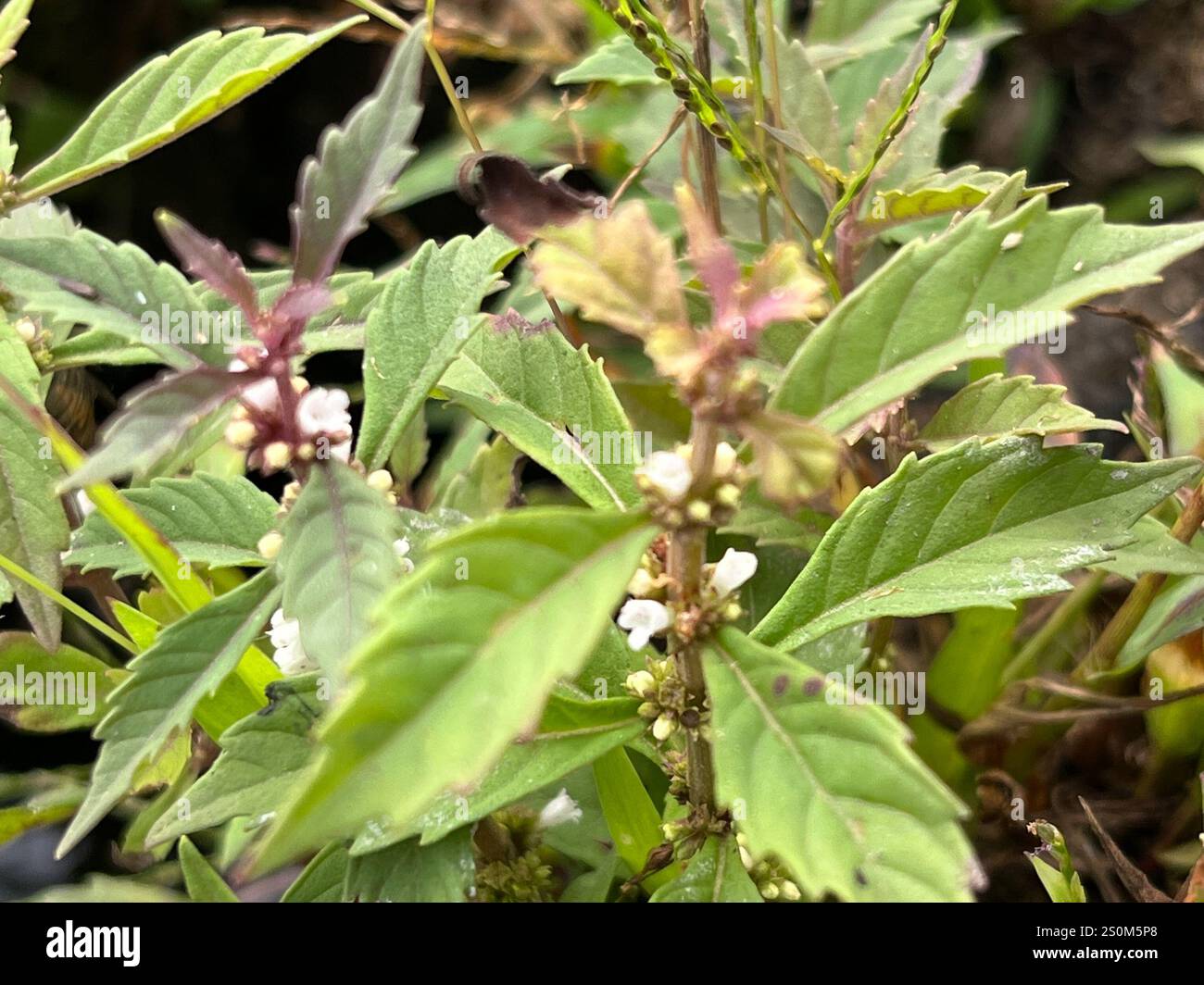 northern bugleweed (Lycopus uniflorus Stock Photo - Alamy