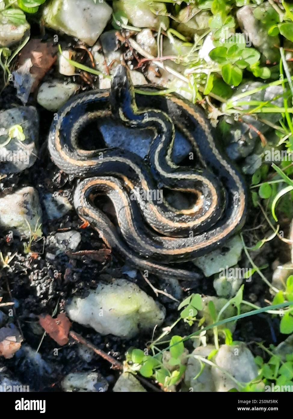 Common Garter Snake (Thamnophis sirtalis Stock Photo - Alamy