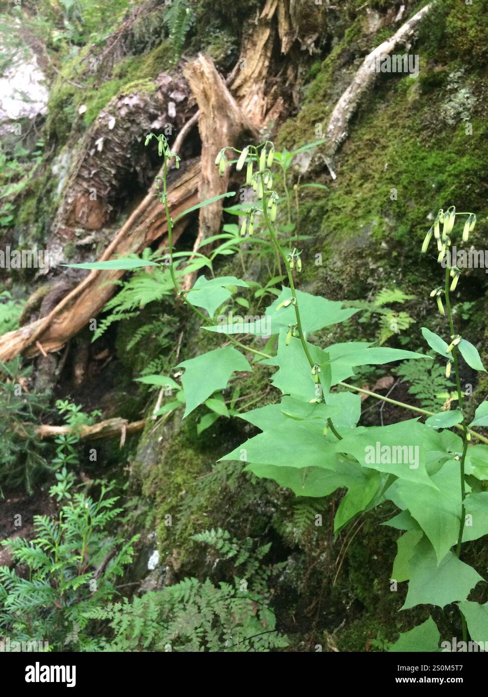 tall rattlesnake root (Nabalus altissimus Stock Photo - Alamy
