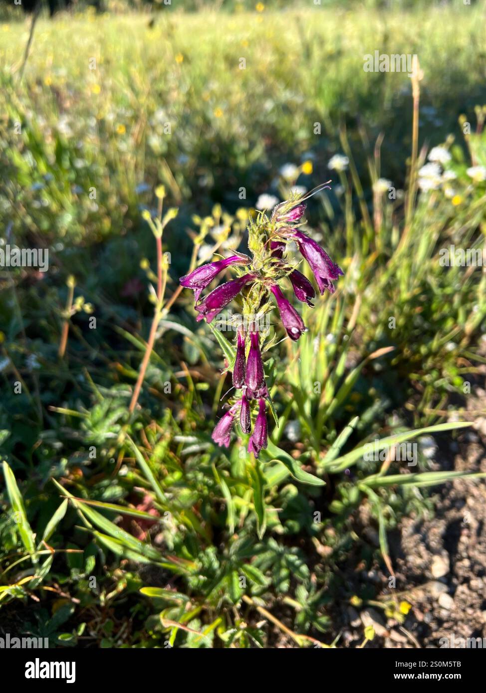 Whipple's penstemon (Penstemon whippleanus Stock Photo - Alamy