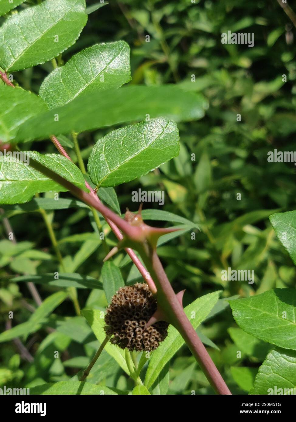common prickly ash (Zanthoxylum americanum Stock Photo - Alamy