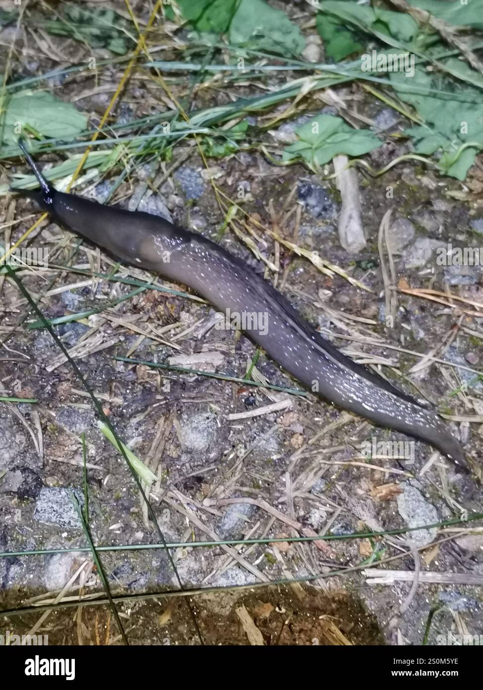 Ash-black Slug (Limax cinereoniger Stock Photo - Alamy