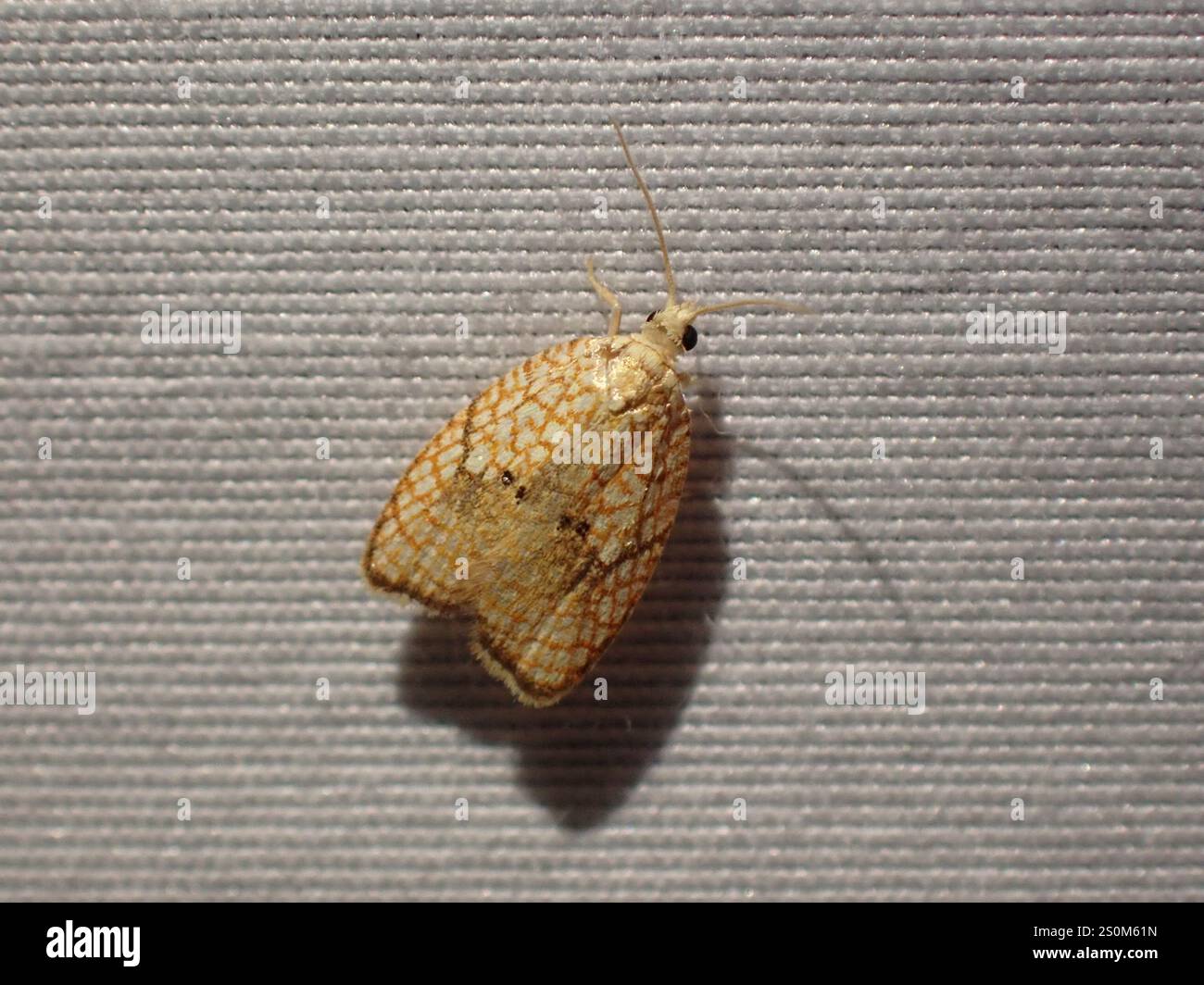 Maple Leaftier Moth (Acleris forsskaleana Stock Photo - Alamy