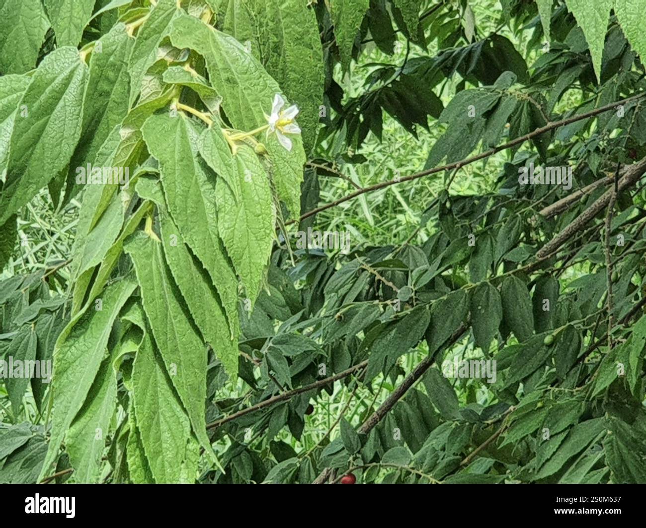calabur tree (Muntingia calabura Stock Photo - Alamy