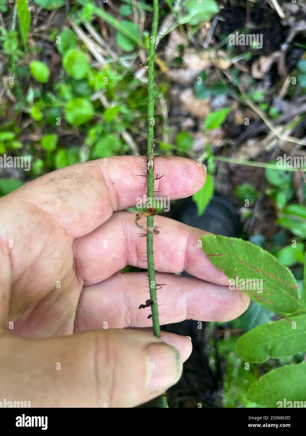 bristly greenbrier (Smilax tamnoides Stock Photo - Alamy
