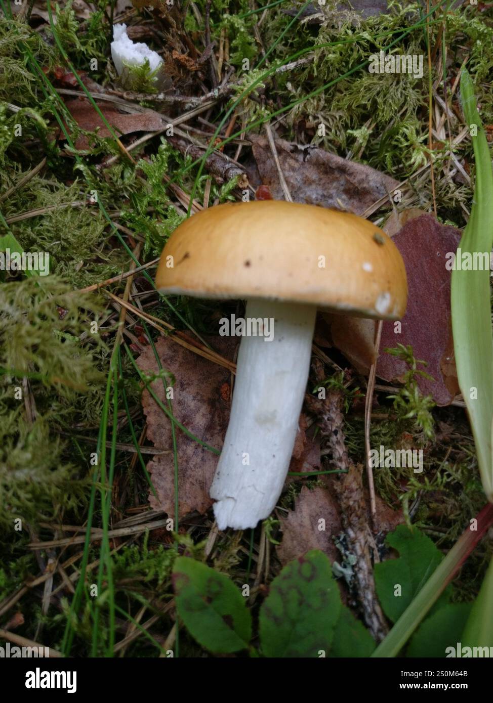 Copper Brittlegill (Russula decolorans Stock Photo - Alamy
