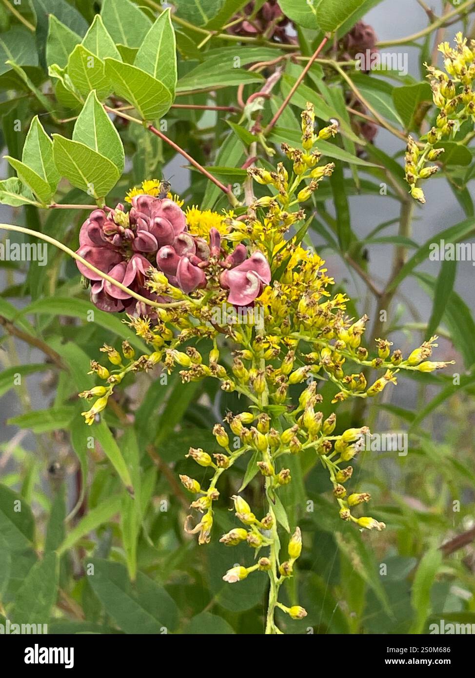 American groundnut (Apios americana Stock Photo - Alamy