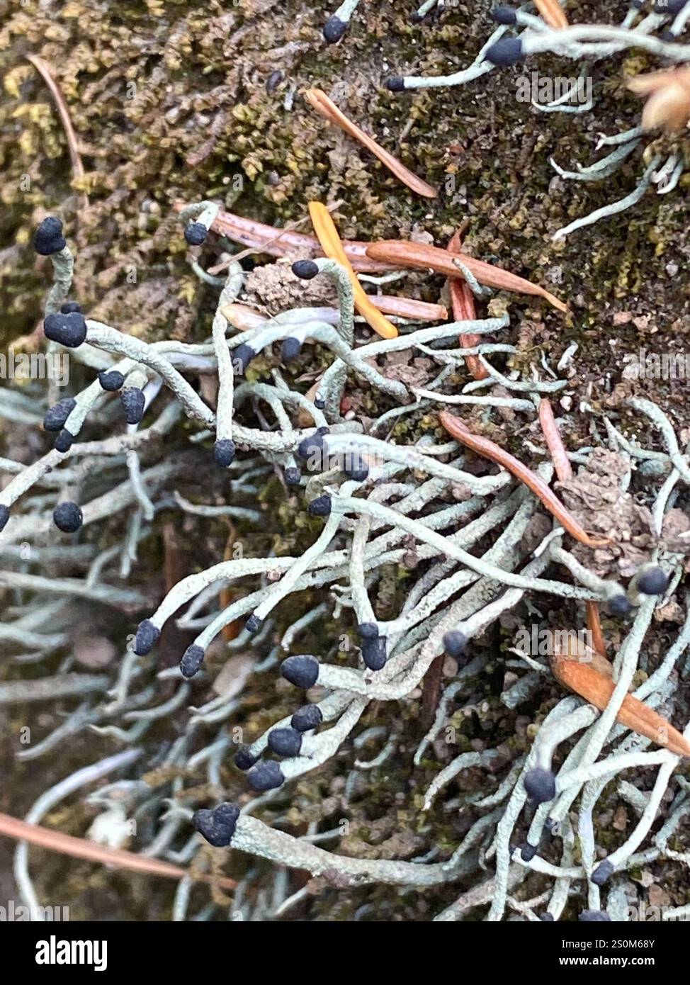 Devil's matchstick (Pilophorus acicularis Stock Photo - Alamy