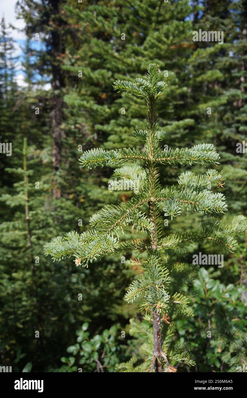 subalpine fir (Abies lasiocarpa Stock Photo - Alamy