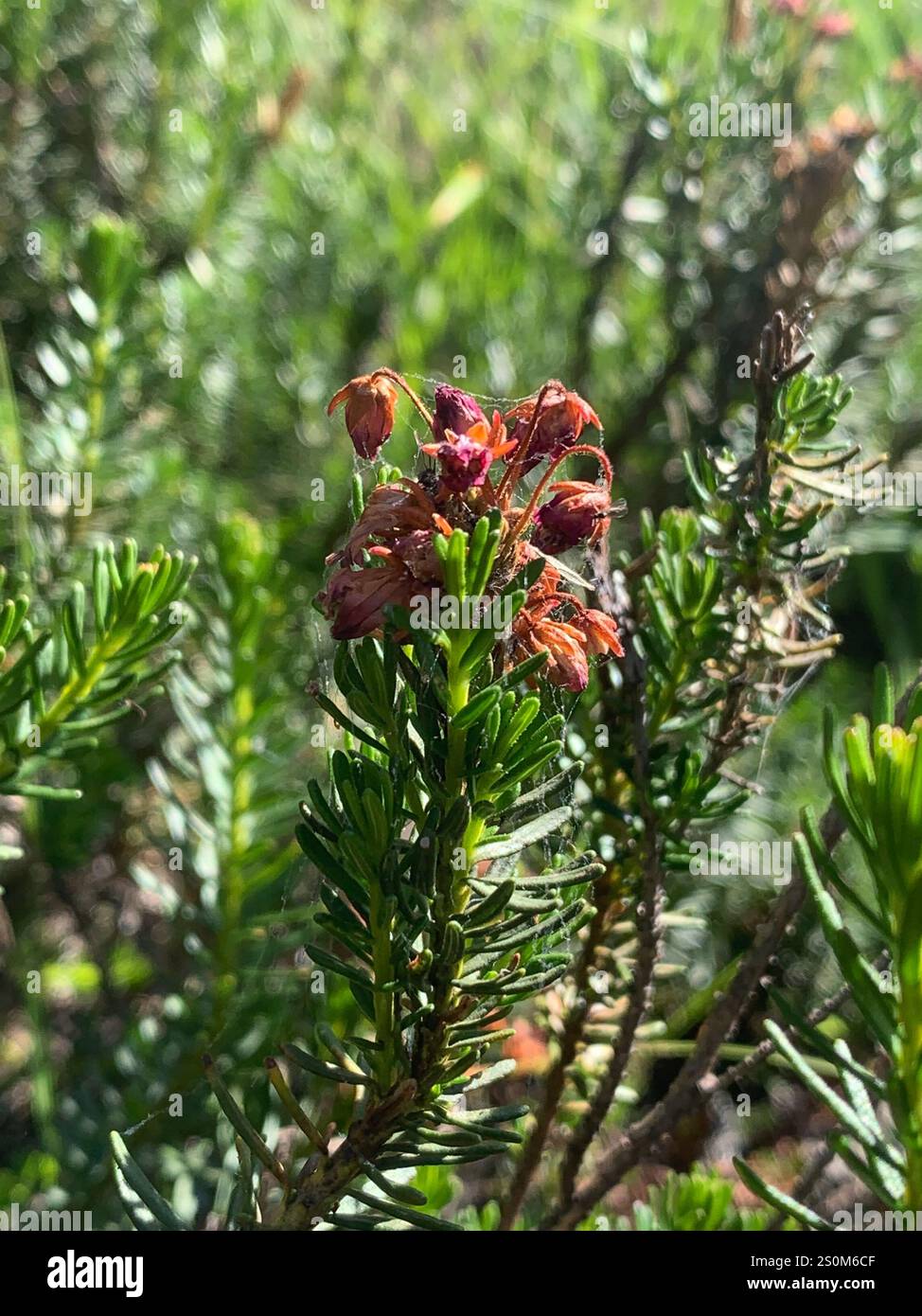 Purple Mountain-heath (Phyllodoce breweri Stock Photo - Alamy