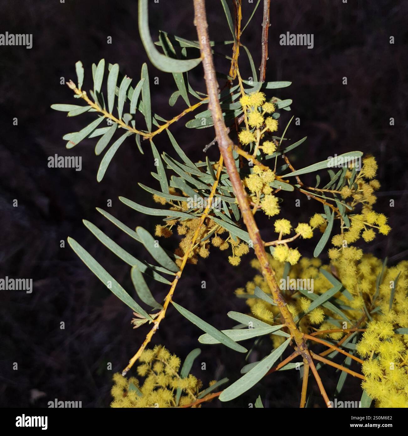 Golden Wattle (Acacia decora Stock Photo - Alamy