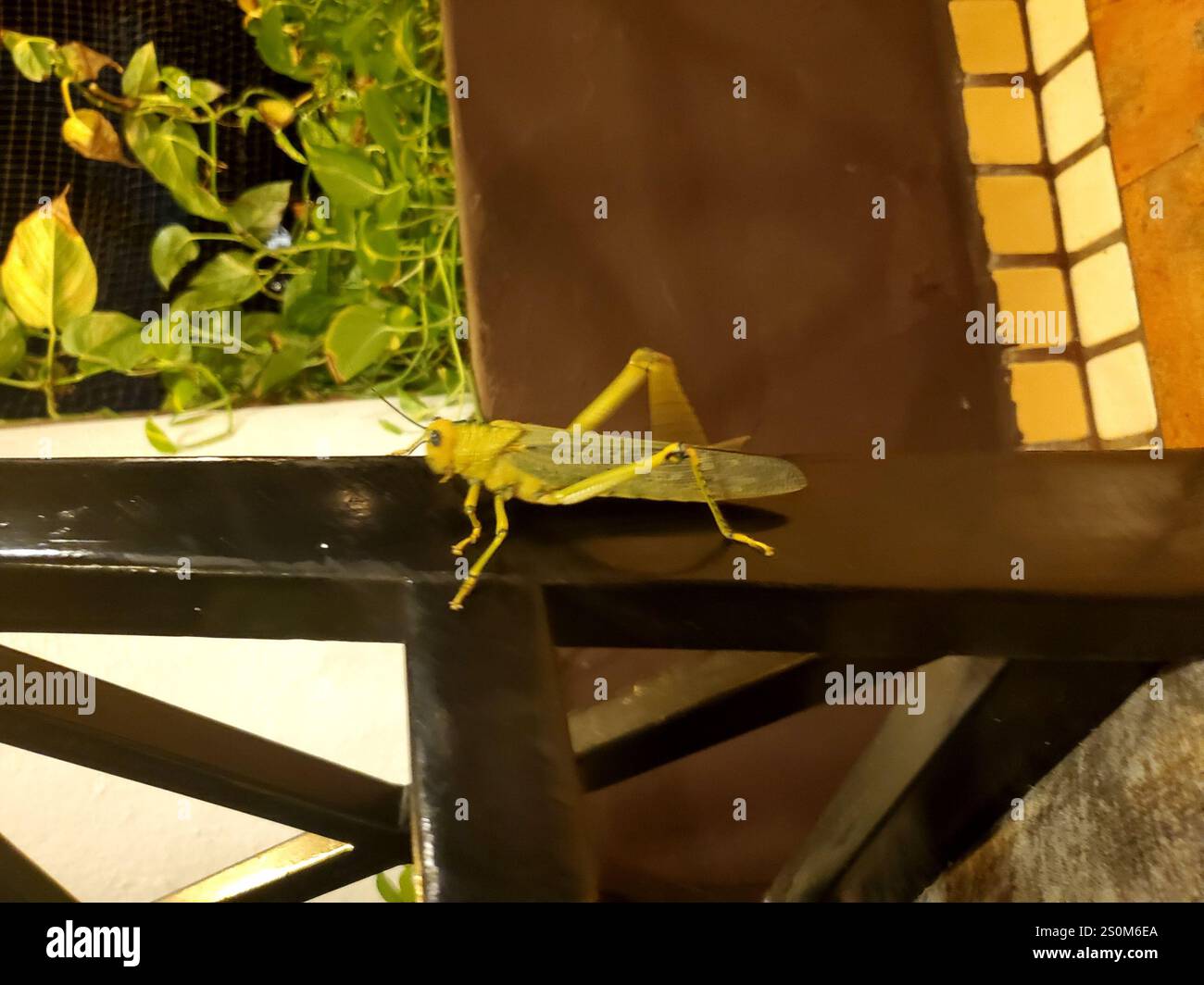 giant red-winged grasshopper (Tropidacris cristata Stock Photo - Alamy