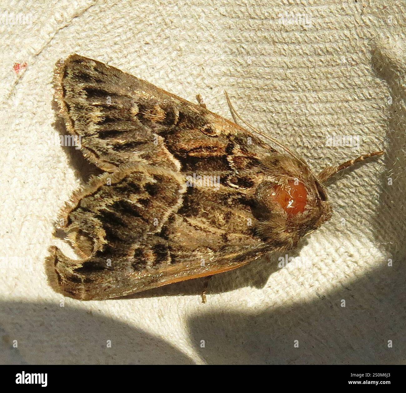 Straw Underwing (Thalpophila matura Stock Photo - Alamy